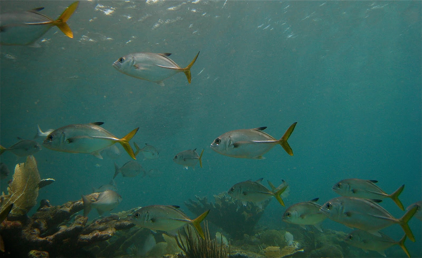 Marine Life of Puerto Rico: Fish Species
