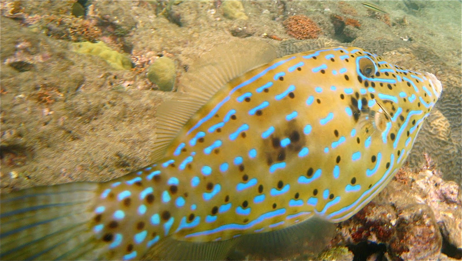 Marine Life of Puerto Rico: Fish Species