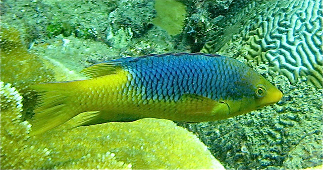 Marine Life of Puerto Rico: Fish Species