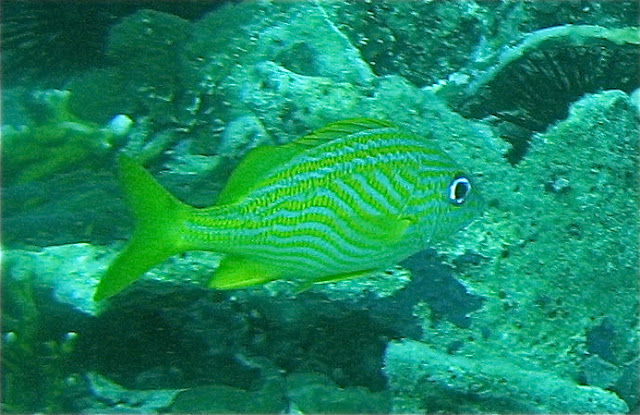 Marine Life of Puerto Rico: Fish Species
