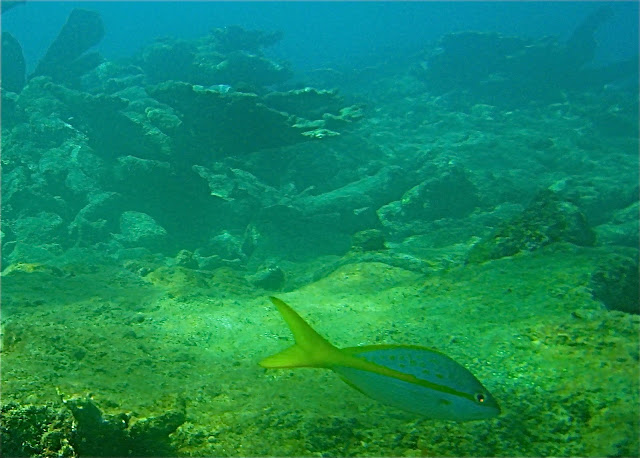 Marine Life of Puerto Rico: Fish Species
