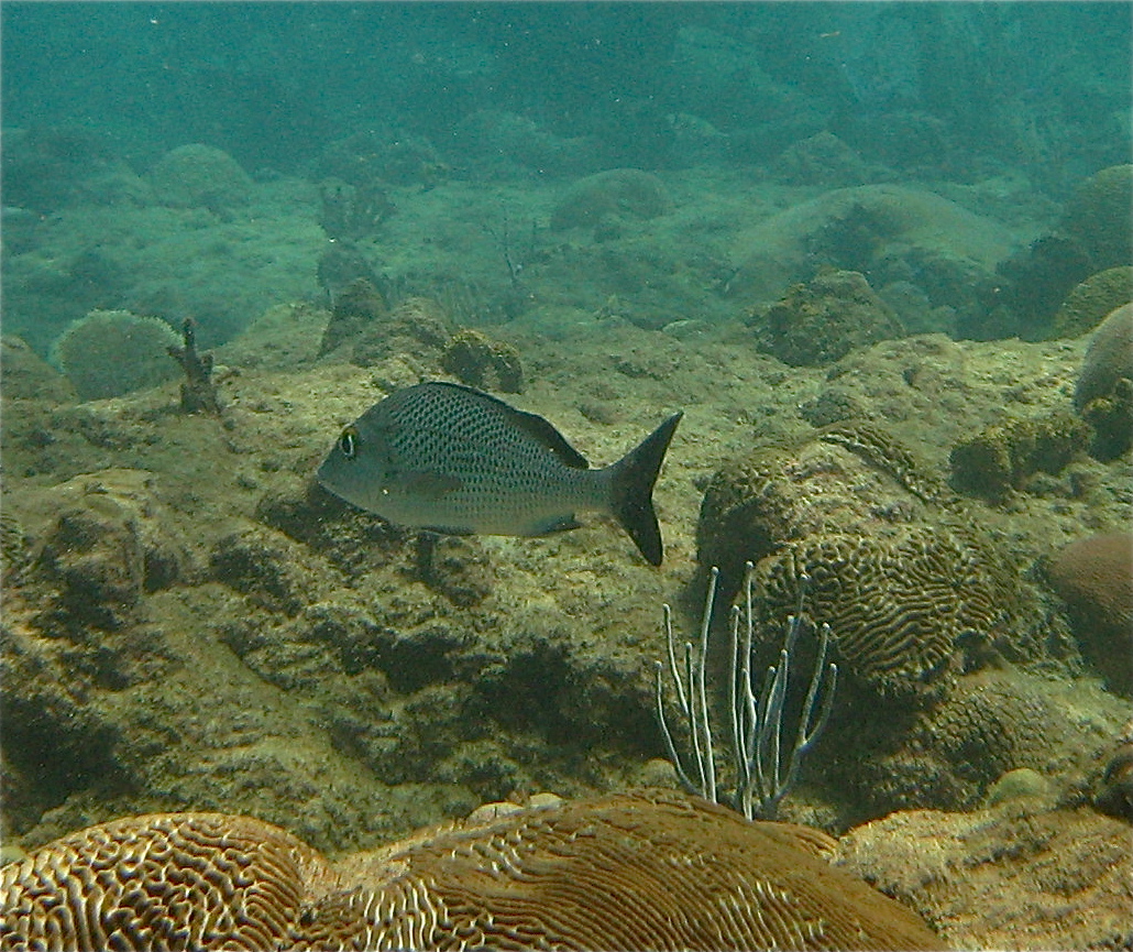 Marine Life of Puerto Rico: Fish Species