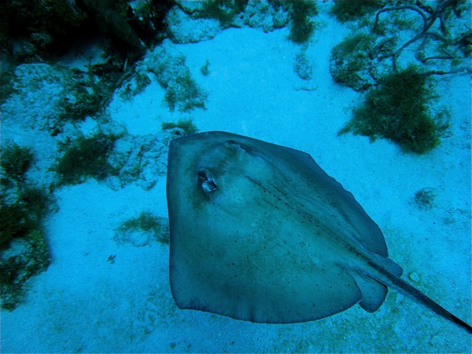 Marine Life of Puerto Rico: Fish Species