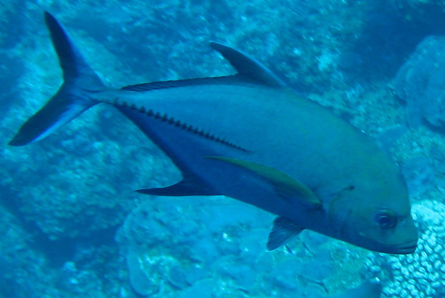 Marine Life of Puerto Rico: Fish Species