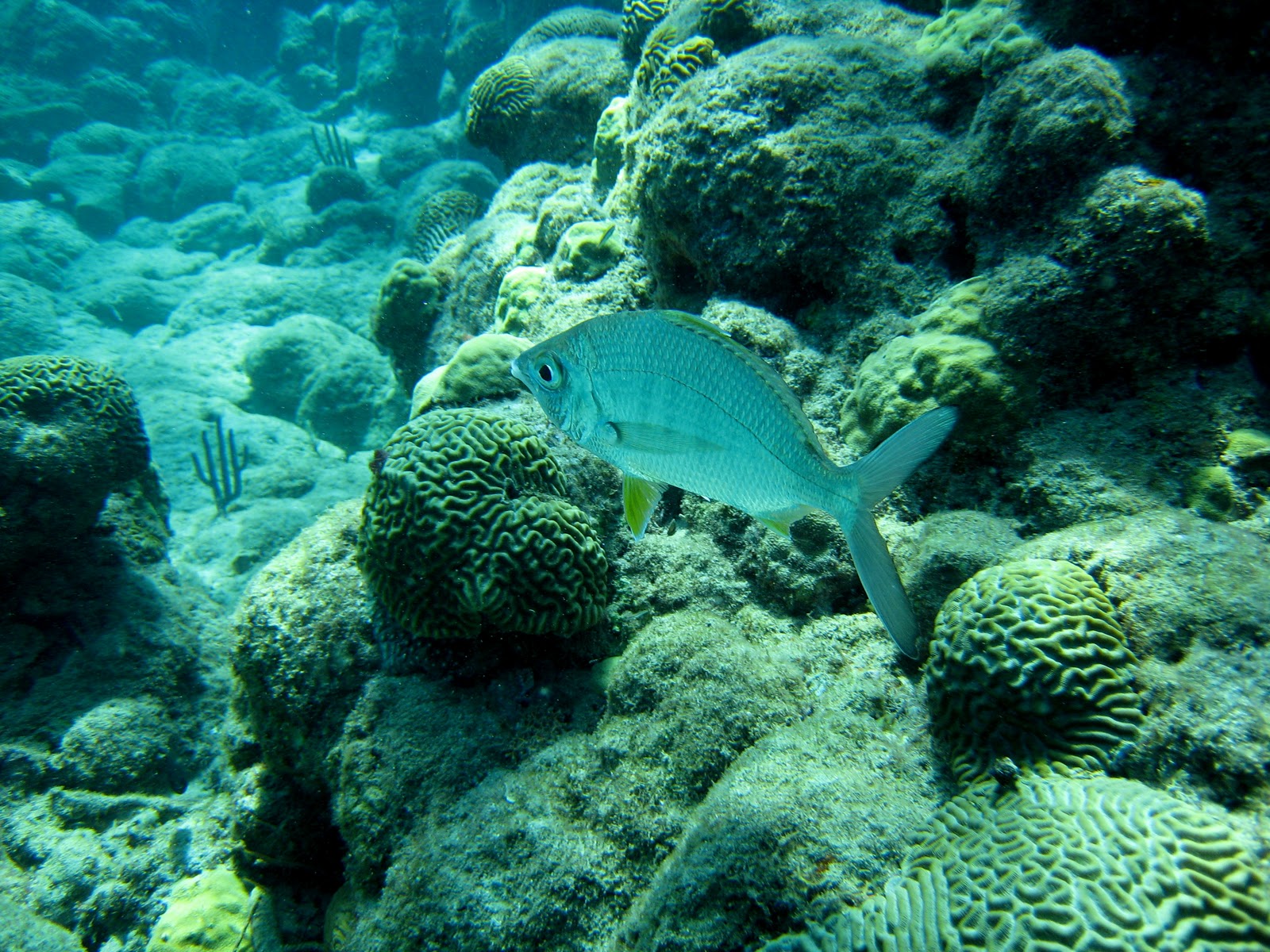 Marine Life of Puerto Rico: Fish Species