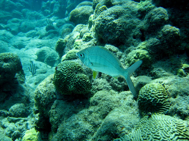 Marine Life of Puerto Rico: Fish Species