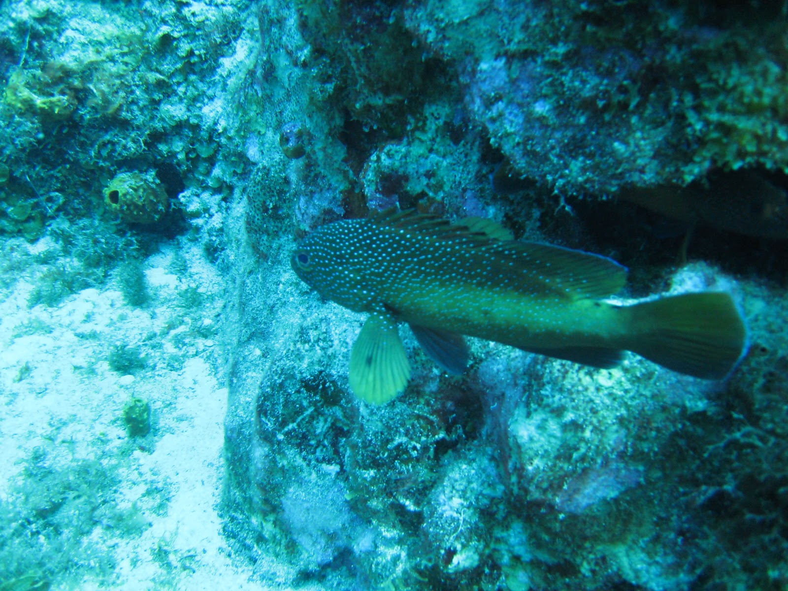 Marine Life of Puerto Rico: Fish Species