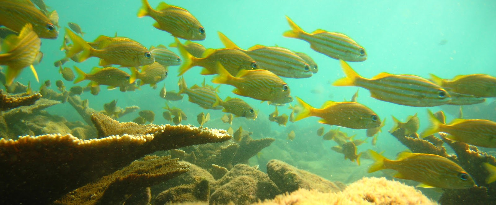 Marine Life of Puerto Rico: Fish Species