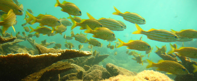 Marine Life of Puerto Rico: Fish Species