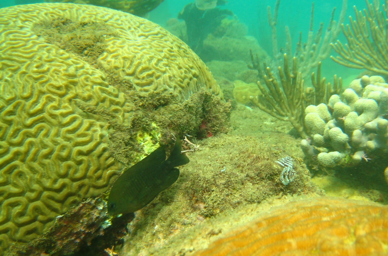 Marine Life of Puerto Rico: Fish Species