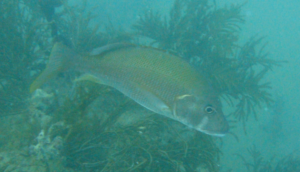 Marine Life of Puerto Rico: Fish Species