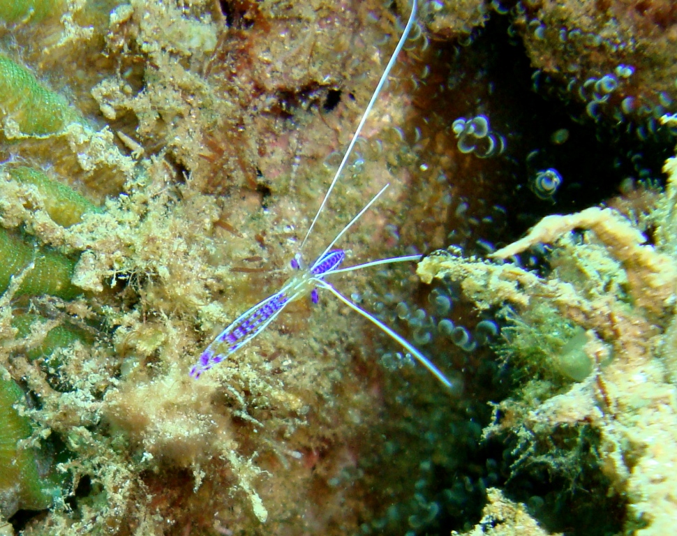 Marine Life of Puerto Rico: Other Marine Life Species