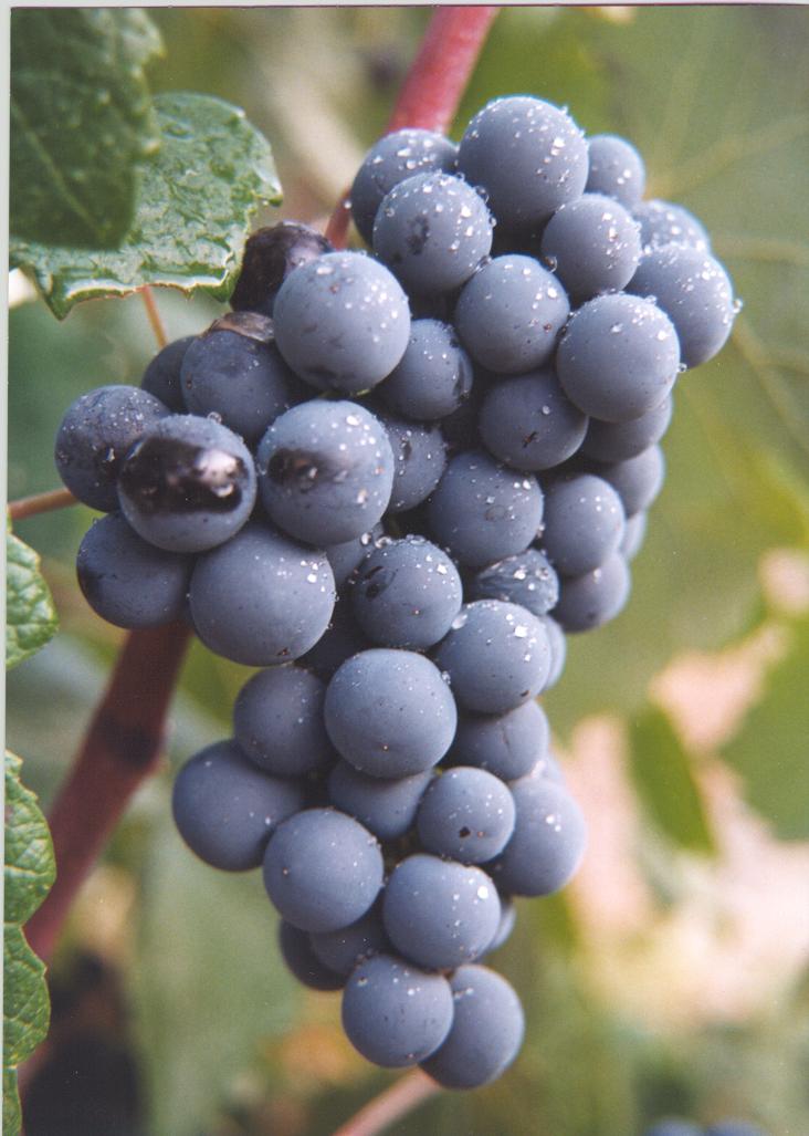 Only Red Wines: Bobal grape variety