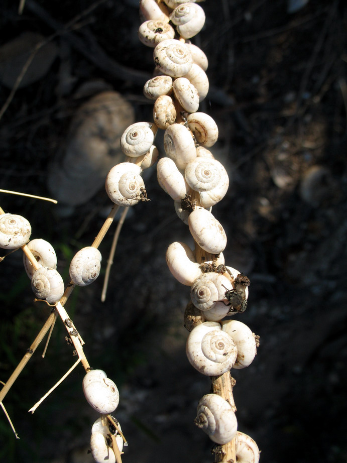 LEYLAK DALI: FELEKTEN SICAK BİR GÜN ÇALDIK