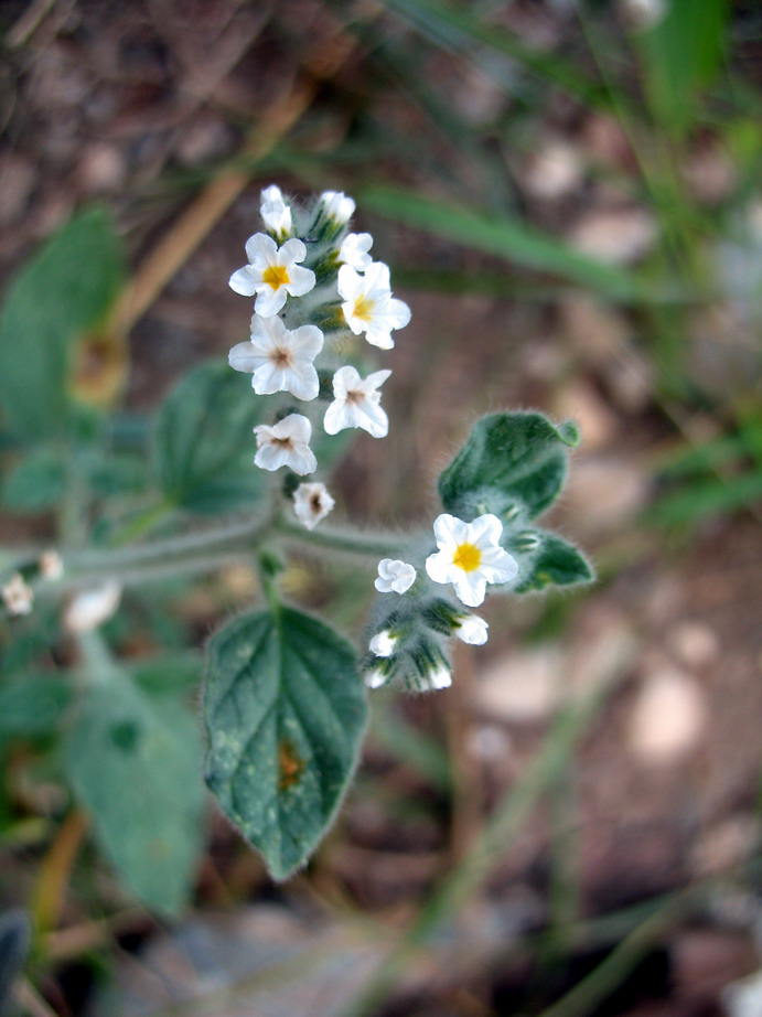 LEYLAK DALI: FELEKTEN SICAK BİR GÜN ÇALDIK