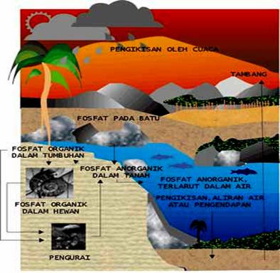 Gbr 25. Siklus Fosfor di Alam