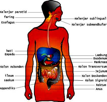 Gbr. Sistem Pencernaan pada manusia