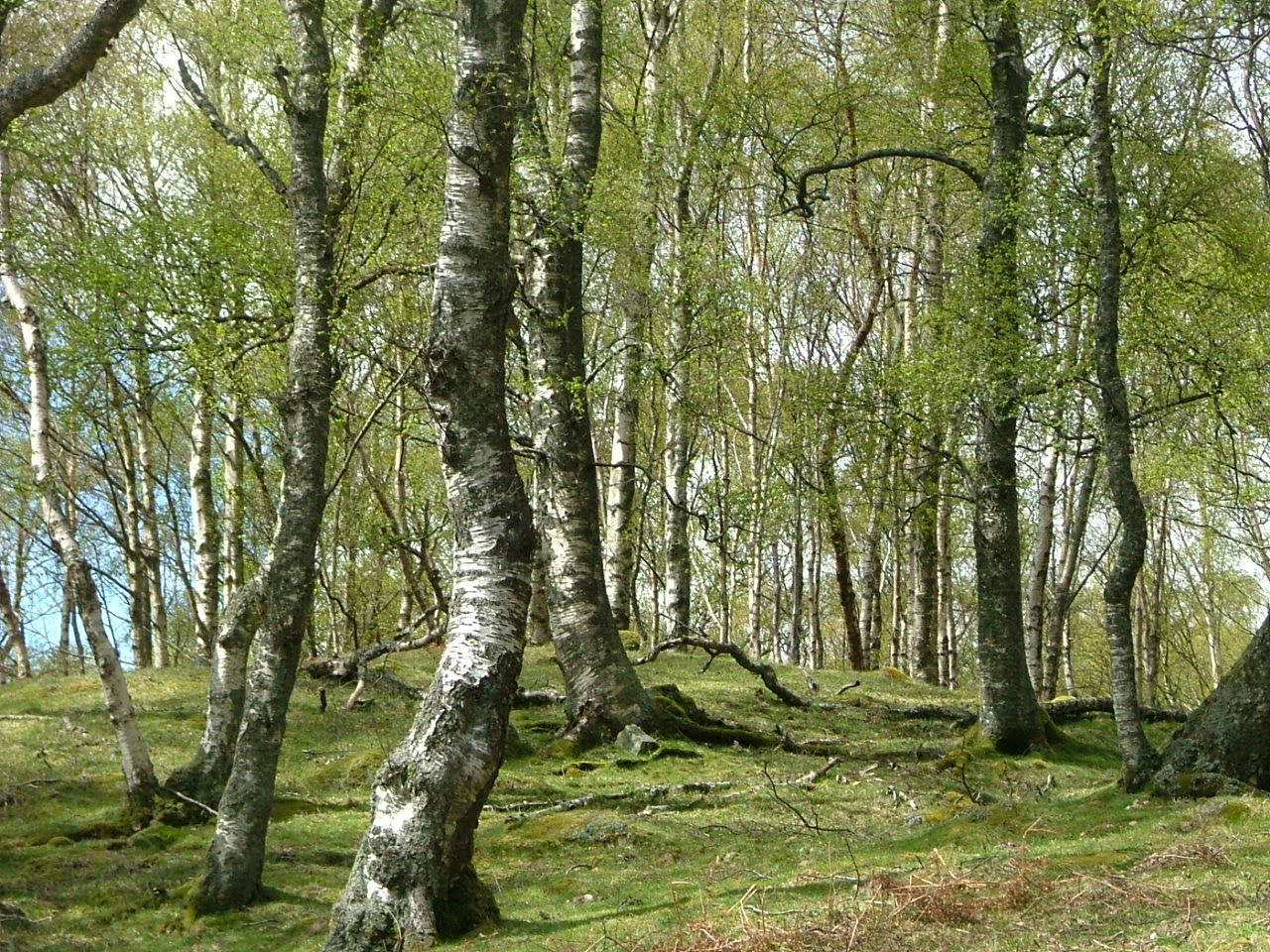 The Native Woods Co-operative (Scotland) Ltd: Birch woods on Invermark