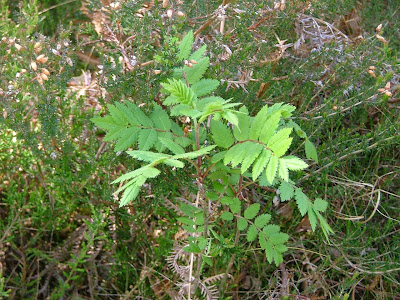 The Tay Western Catchments Project: Rowan Sapling