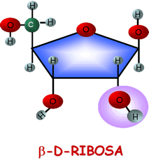 biología molecular: UNIDAD II DE BIOLOGIA MOLECULAR