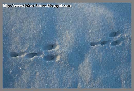 Tracking animals in the snow : Jake's Bones