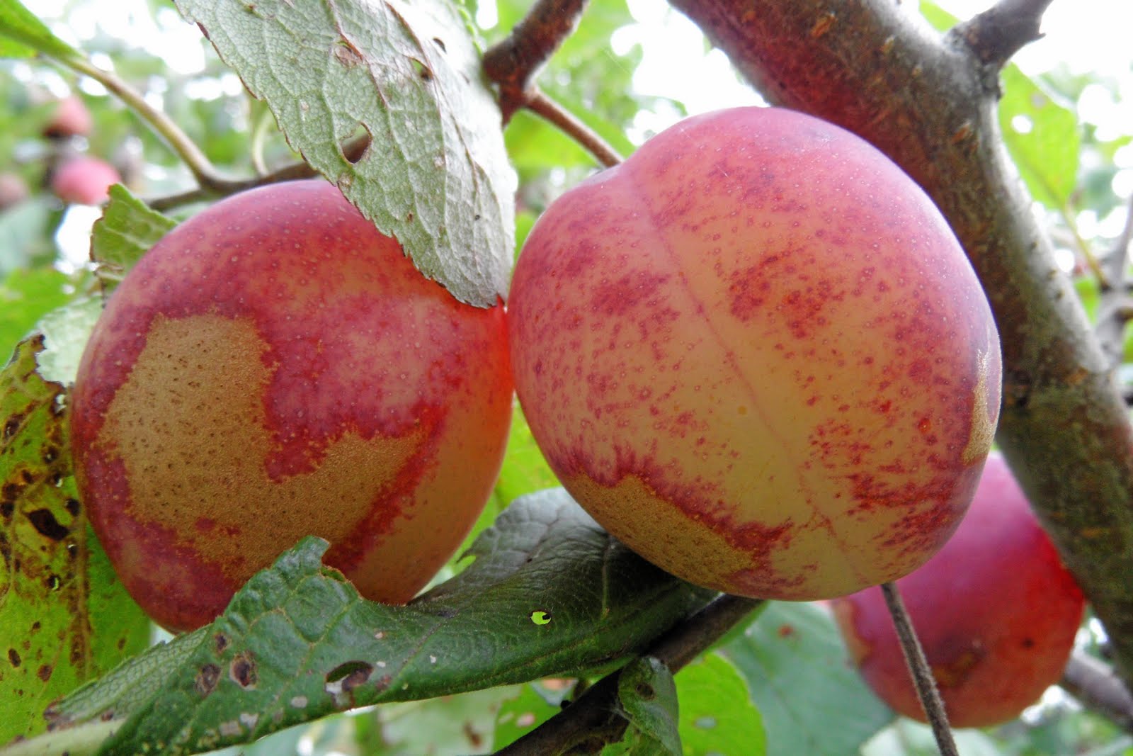 Ewa`s Galleri & Hem: Loppis, Renovering & Plommon