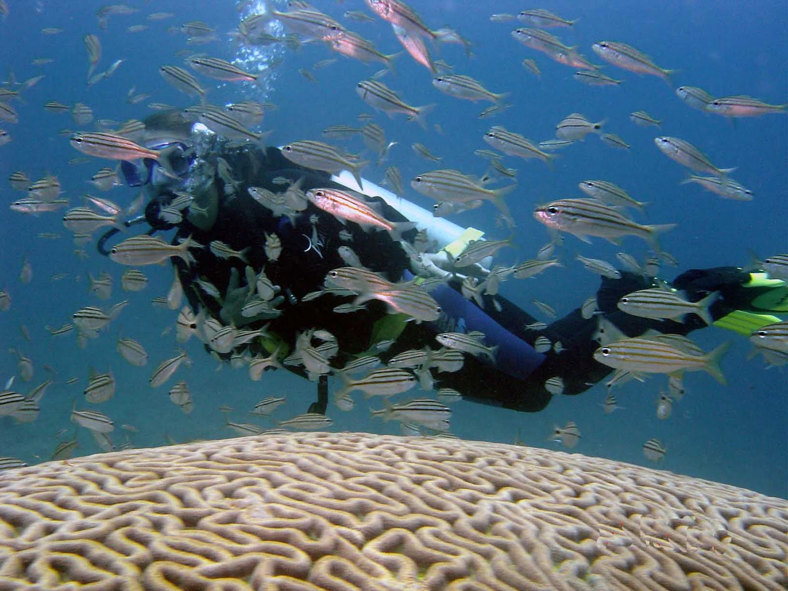 DIVING IN TAGANGA: Sitios de buceo en el Parque Tayrona
