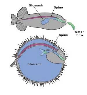 Diving in Taganga: How and why pufferfish inflate?