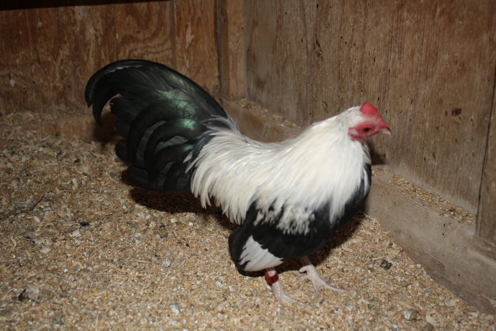 Hinck's Bantams