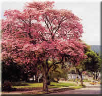 sitios turisticos: sitios turisticos del tolima