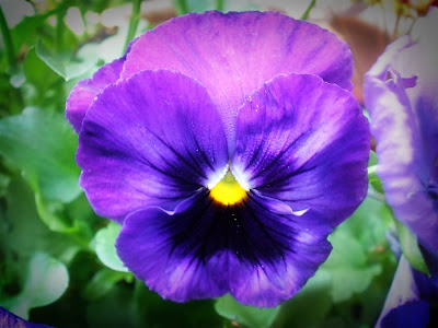 Backpacker Rose: Grandma Doris' Flowers