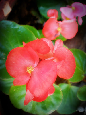 Backpacker Rose: Grandma Doris' Flowers