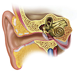 Maico de México: Como funciona su Oido