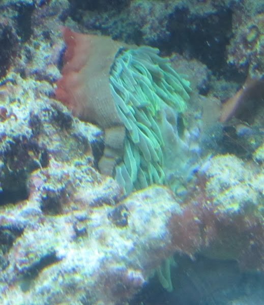 Shipp Marine Aquarium: Toadstool Leather and Bubble Tip Anemone