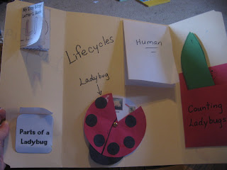 Tots and Me... Growing Up Together: Ladybug Lapbook