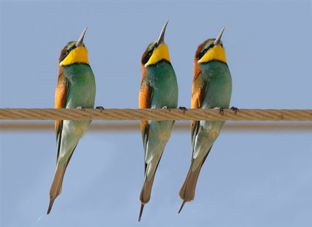 Birds of Qatar | Qatar Visitor - Travel Guide to Doha & Qatar