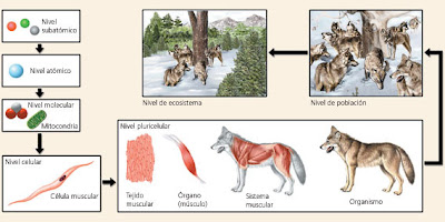 LOS SEXTOS DE LA 4 2010: EL CONCEPTO DE POBLACIÓN EN CIENCIAS NATURALES