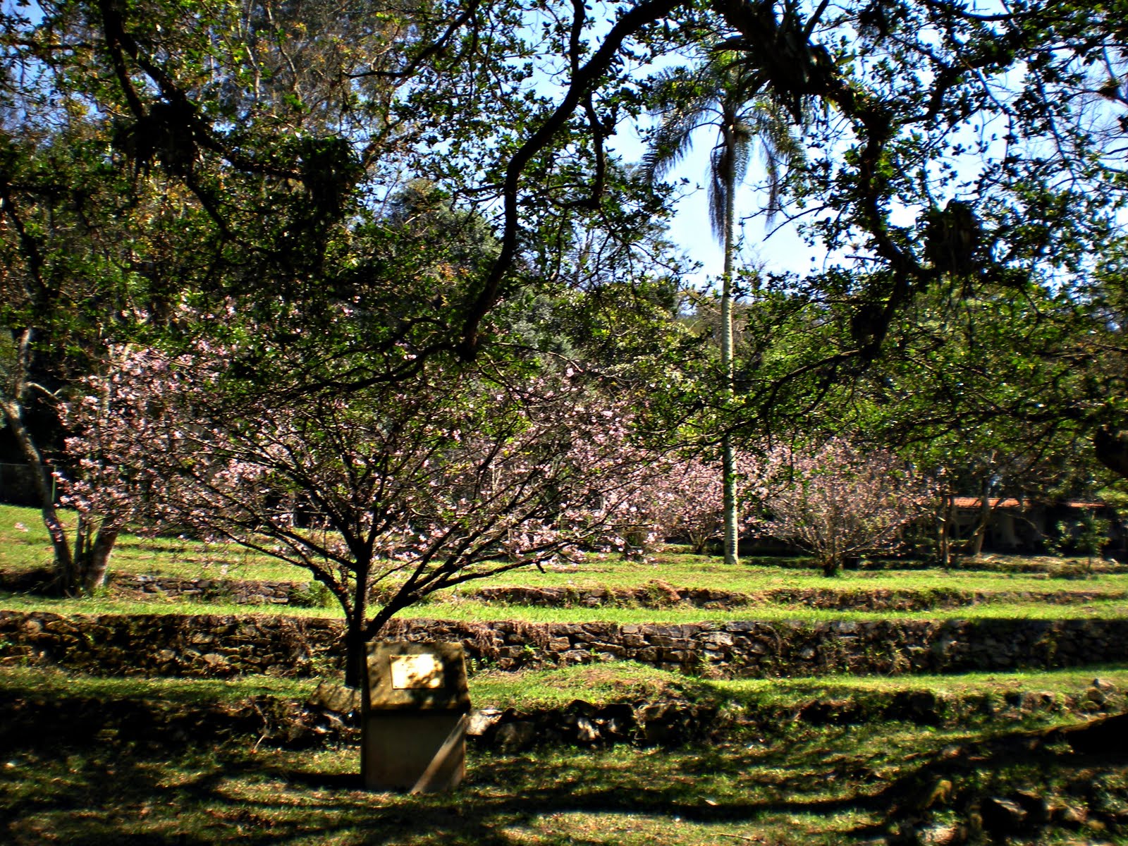 AlcBlog: ''Tem cerejeira aí?''( Parque do Carmo- SP- continuação...)