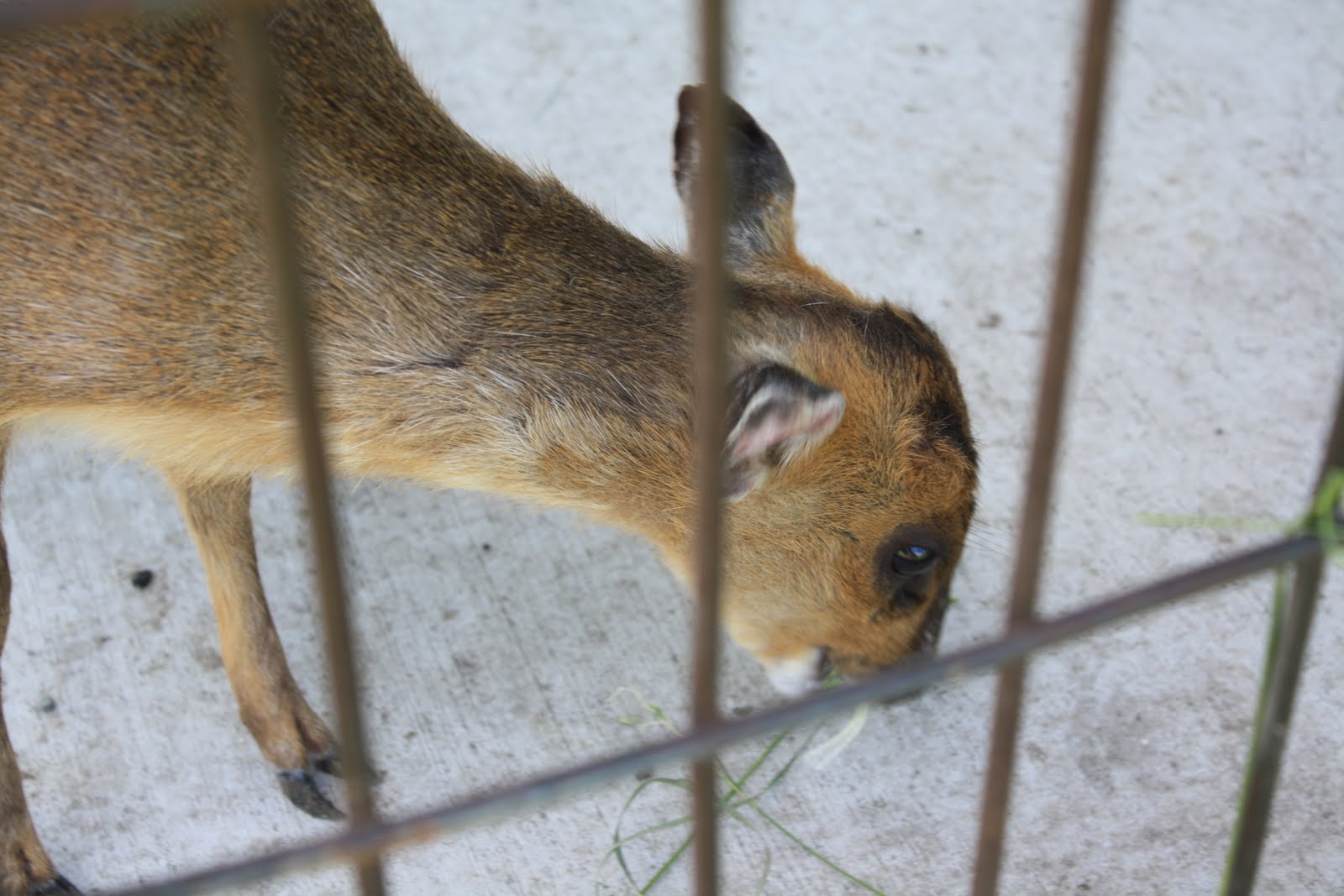 Elephants Rule: Mudjack deer