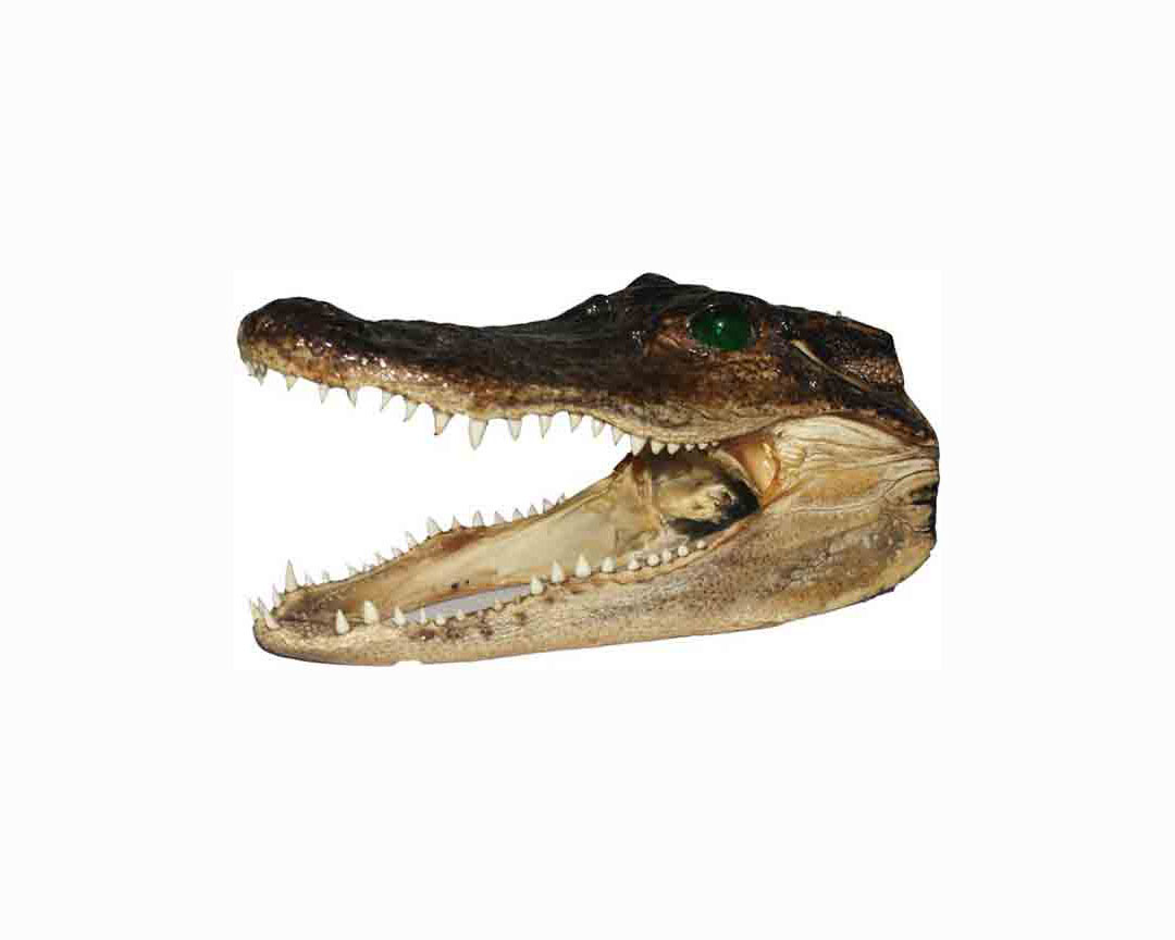 Beach Necessities 2010-2011