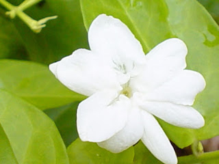 Sampaguita Flower: Sampaguita's Philippine Flower