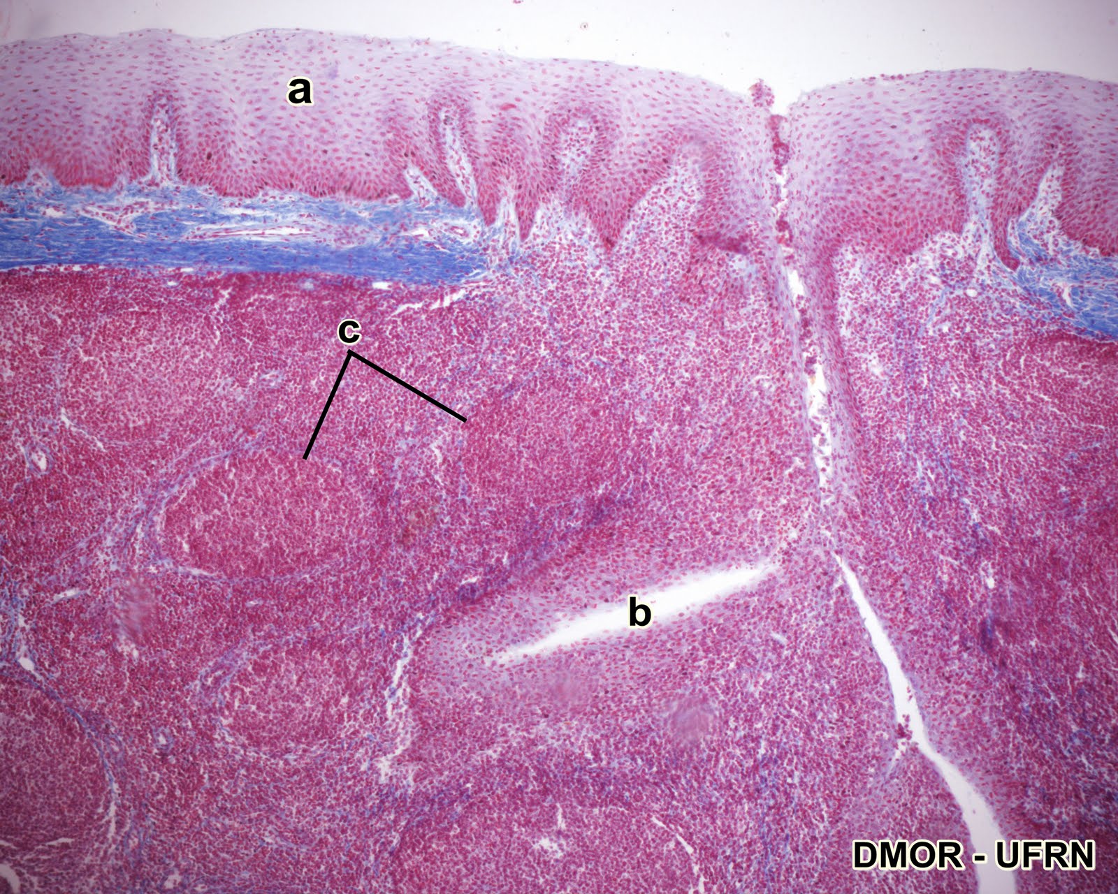 Ciências Morfológicas - UFRN: Órgãos Linfóides