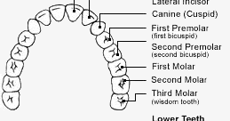 Teeth names - Teeth whitening - Names of teeth
