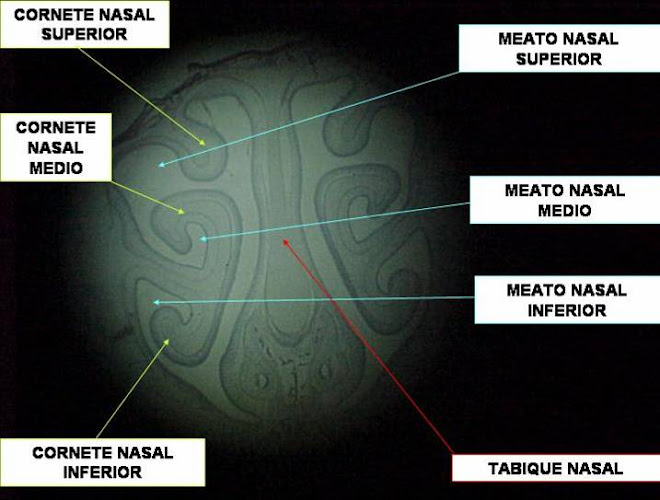 ENBRIOLOGIA CRANEO FACIAL: Embriologia de la nariz