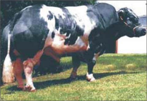 aetac: RAÇA BELGIAN BLUE