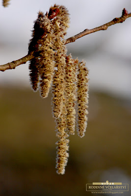 Urban Apiaries: Populus tremula
