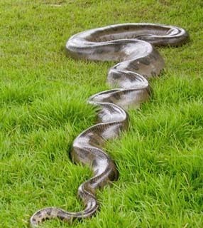 Segredos da Natureza: Segredos da Natureza: Sucuri