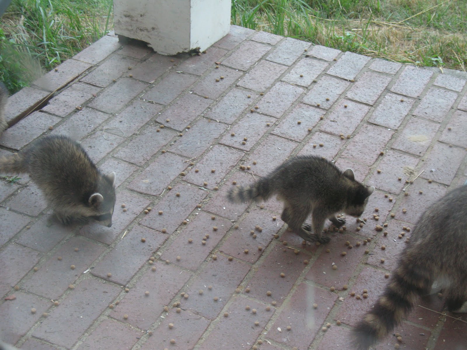 Razzberry Corner: Baby Coons