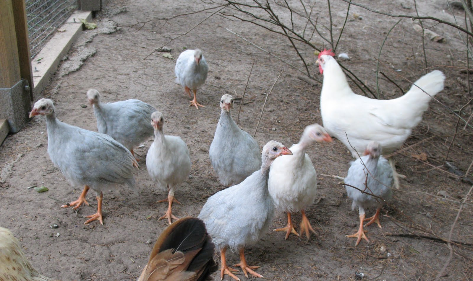 Razzberry Corner: Guinea and Chick Update ~ Teenagers