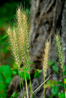 Burke's Garden: Signals from the Grasses